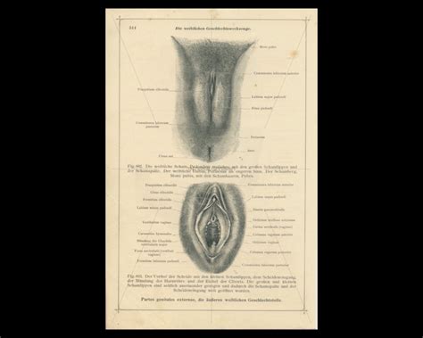 antique vulva print female sex organs print vagina print etsy