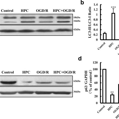 Effect Of The Hif 1α Inhibitor Yc 1 On Hpc Induced Hif 1α Bnip3