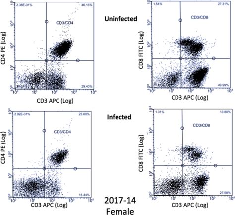 an inherent t cell deficit in healthy males to c neoformans infection