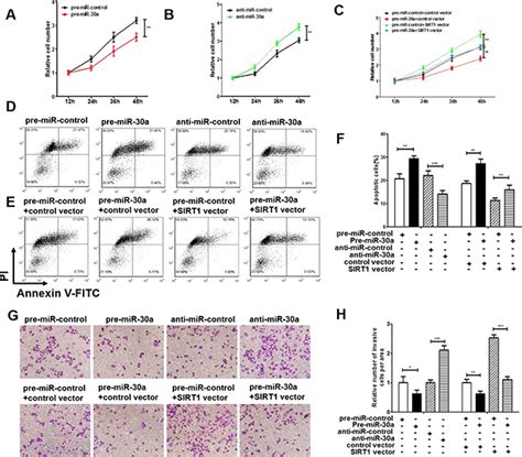 Mir 30a Suppresses Lung Cancer Progression By Targeting Sirt1 Oncotarget