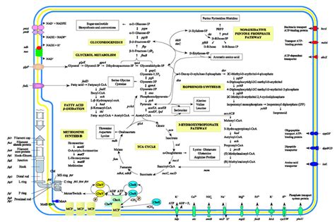 Overview Of Selected Metabolic Pathways And Morphological Components In