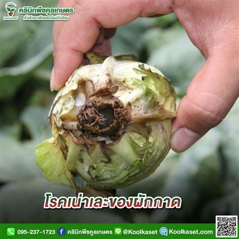 [คลินิกพืชคูลเกษตร Koolkaset Agri Clinic] โรคเน่าเละของผักกาด Soft Rot