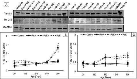 Protein Expression Of Phosphorylated Tau Thr 181 And Thr 212 Across The