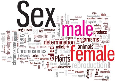 Nube De La Palabra Del Sexo Stock De Ilustración Ilustración De