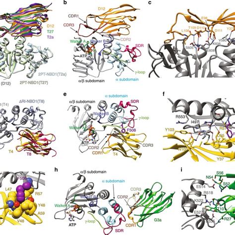 Nbd1 Nanobody Complexes Superimposed Onto The Structure Of Cftr A The