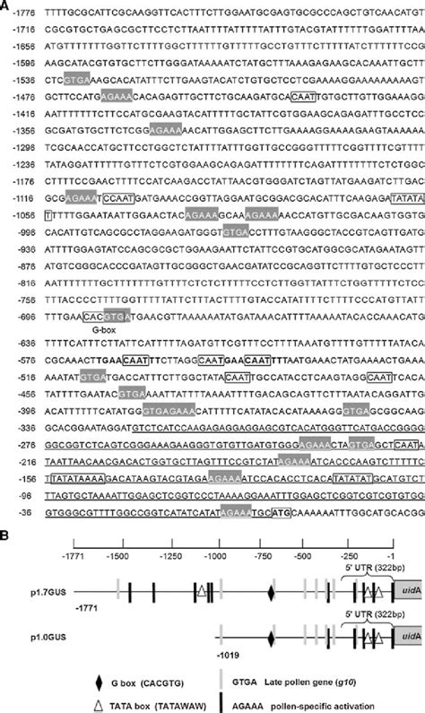 Nucleotide Sequence Of Tapsg719 Promoter And Physical Map Of Constructs