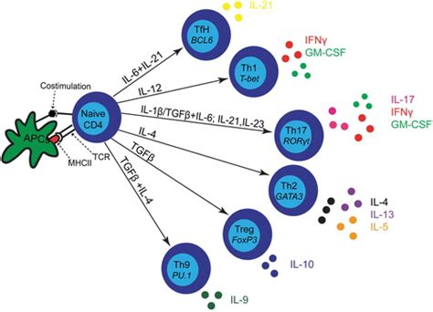 Biological Sex As A Critical Variable In Cd4 Effector T Cell Function