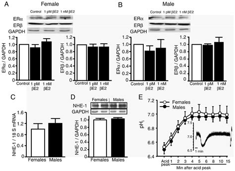 Erα Erβ And Nhe 1 Expression Levels And Nhe 1 Activity In