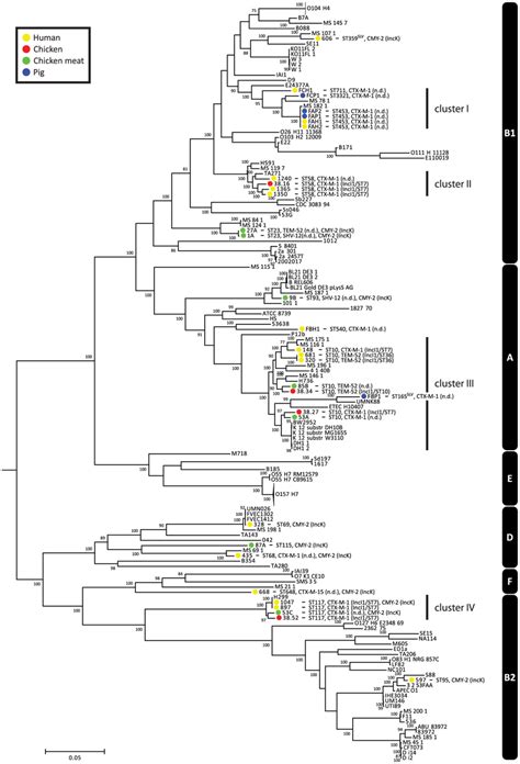 Phylogeny Of Escherichia And Shigella Species Including Esbl And