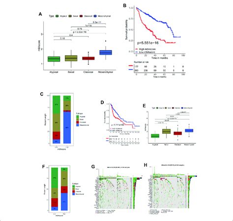 Characteristics Of M6a Modification In Molecular Subtypes And Tumor
