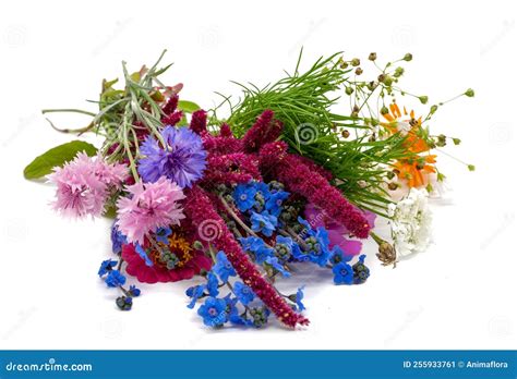 Colorful Autumn Garden Flowers Isolated Stock Image Image Of