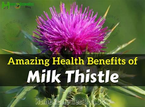 12 Amazing Health Benefits Of Milk Thistle Home Remedies Blog