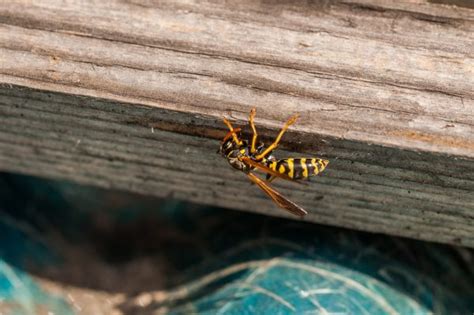 How To Remove A Wasps Nest Prokill Ireland