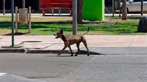 Día Del Perro Callejero Una Ong Estima Que En La Argentina Hay Más De