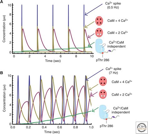 Structural Insights Into The Regulation Of Ca2 Calmodulin Dependent