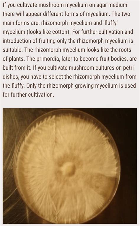 [technique] Why Should You Only Use Rizomorph Mycelium R Mushroomgrowers