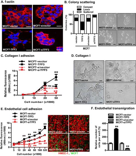 Forced Expression Of Tff3 In Mcf7 Cells Enhanced Invasive Phenotype