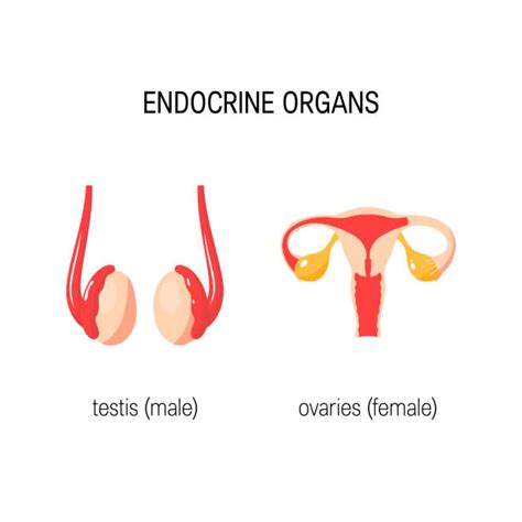 Pics Of The Male And Female Reproductive System Diagram Illustrations