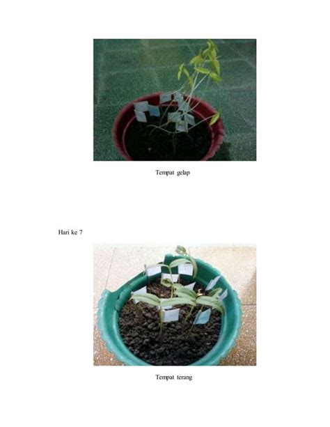 Laporan Pengamatan Pertumbuhan Biji Kacang Hijau Gambar Full