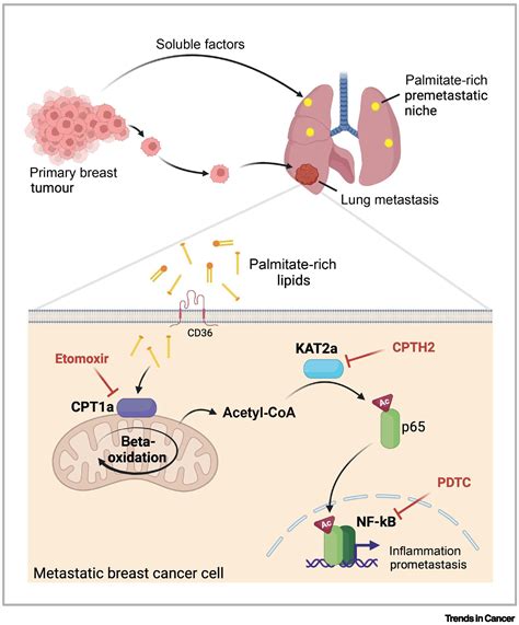 Palmitate Paves The Way To Lung Metastasis Trends In Cancer