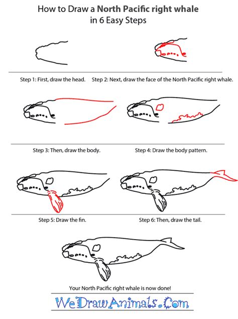 Whale Drawing Step By Step Clashing Pride