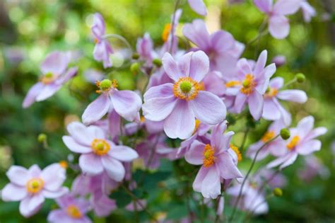 シュウメイギク（秋明菊）の花言葉は怖い？由来や育て方を解説 胡蝶蘭・スタンド花のプレミアガーデン