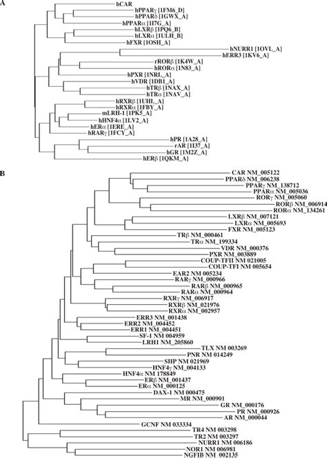 Phylogenetic Trees For Helix 12 A Structural Alignment Of All Nrs