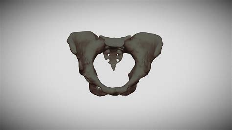 Female Human Pelvis Download Free 3d Model By Tomomahoney [9c4180f