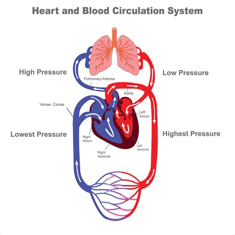 Circulatory System Labeled Diagram With Arrows Alila Medical