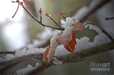 Hope Springs Eternal Photograph By Debbie Portwood Fine Art America