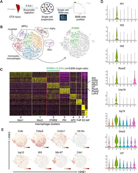 single cell rna seq mapping reveals a unique interferon responsive