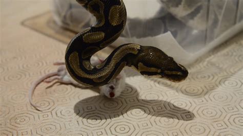 nourrissage femelle python regius classique youtube