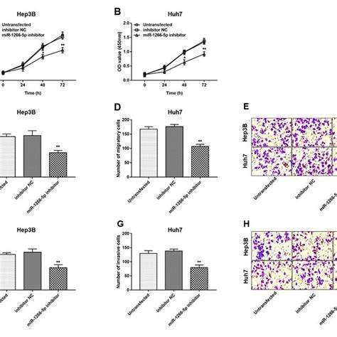 Knockdown Of Mir 1266 5p Inhibited Hcc Cell Proliferation Migration