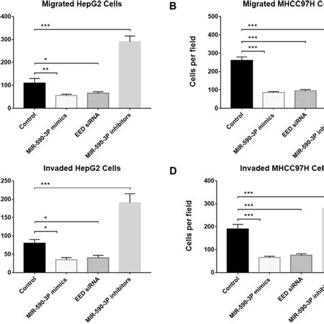 Mir 590 3p Inhibits Migration And Invasion Of Hcc Cells A Transwell