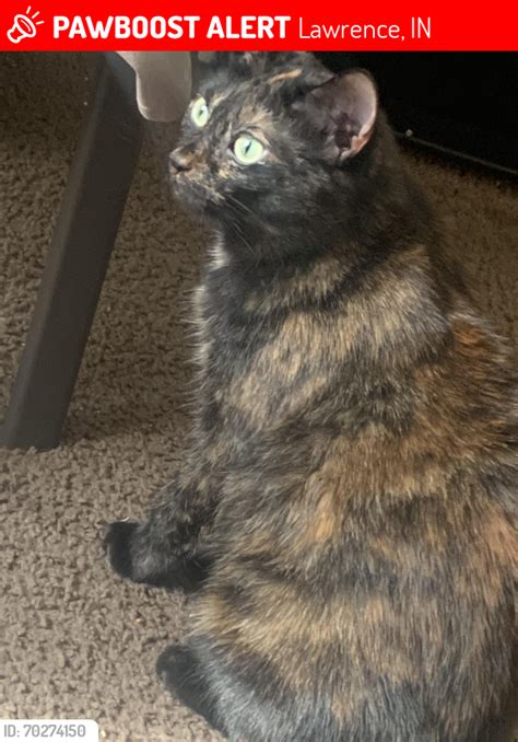 Lawrence In Lost Female Cat Nala Is Missing Pawboost
