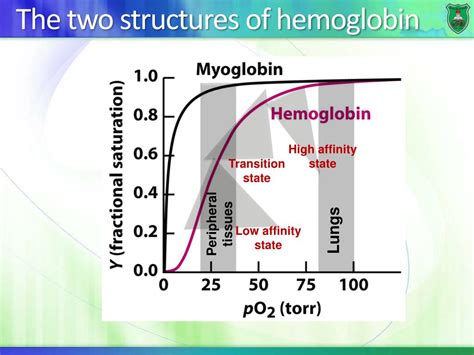 Ppt Globular Proteins Myoglobin And Hemoglobin Powerpoint