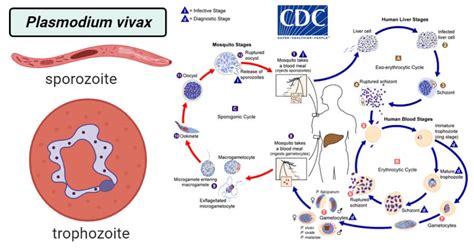 Plasmodium Vivax Habitat Characteristics Structure Life Cycle