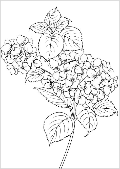 Hydrangea Flowers Drawing Sketch Coloring Page