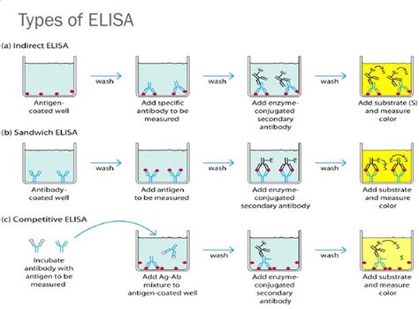 Enzyme Linked Immunosorbent Assay Principle Types And Applications