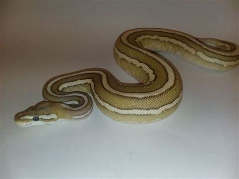 pin on insane ball python morphs
