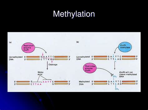 Ppt Restriction Enzymes Powerpoint Presentation Free Download Id