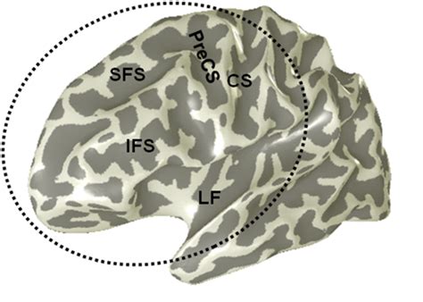 Visual Field Map Organization In Human Visual Cortex Intechopen