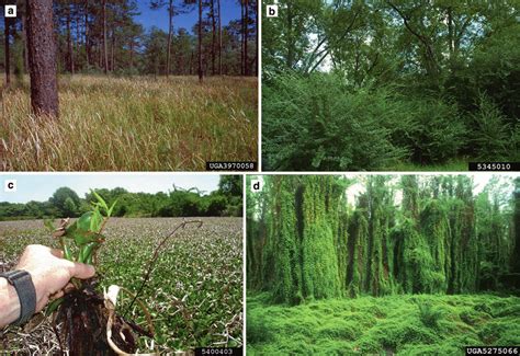 Fig A8 2 Examples Of Invasive Plant Species In The Continental
