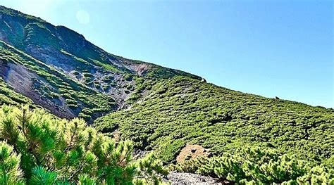 我が家の猫額庭園と雌阿寒岳登山道脇とで、久し振りにキジバトを撮影しました タックの庭仕事 －黄昏人生残日録－
