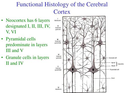 Pyramidal Cells Cerebral Cortex Cerebral Cortex Atlas