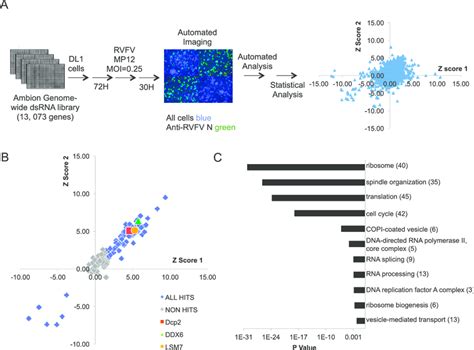 Genome Wide Rnai Screen For Host Factors That Impact Rvfv In
