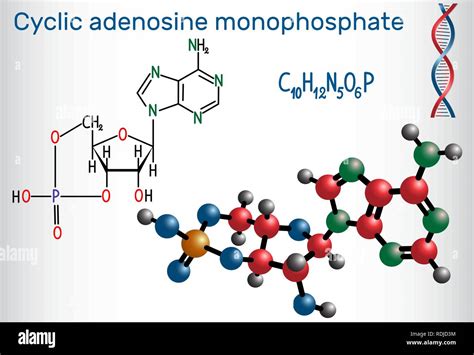 Cyclic Adenosine Monophosphate Camp Molecule It Is A Derivative Of