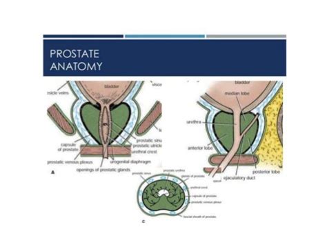 Prostate Anatomy Physiology And Pathology