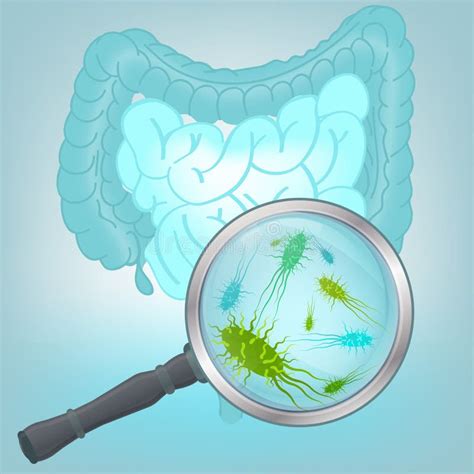 Intestinal Flora Gut Health Vector Concept With Bacteria And Probiotics