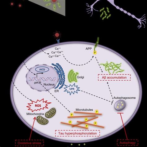 The Development Of Tau Neurofibrillary Tangles Nfts Tau Proteins